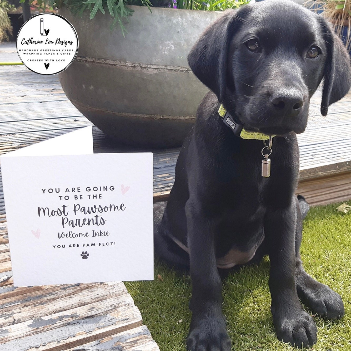 New Puppy Card Welcome New Dog in Pink or Blue. Pawsome - Etsy UK