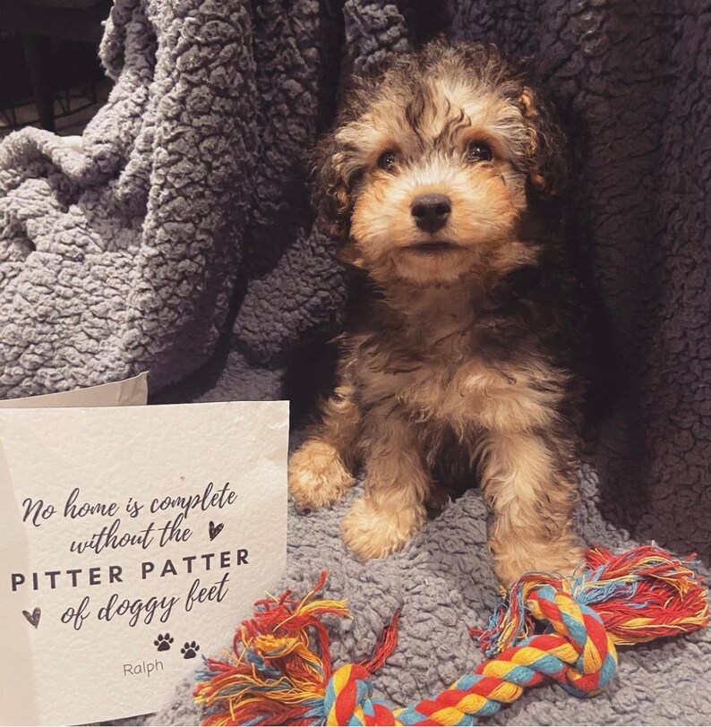 New Puppy Card, Welcome New Dog in Pink or Blue. Pawsome Parents ...