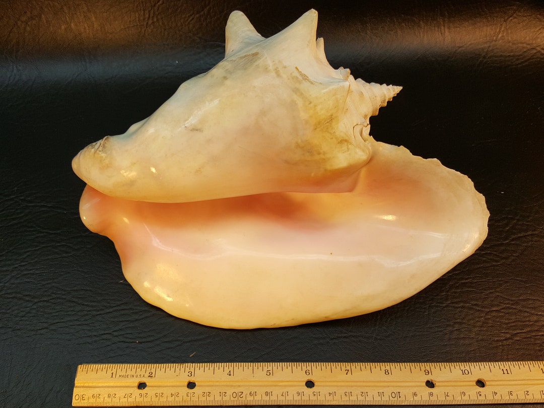 Large Sea Shell for Display or Decoration. 289 - Etsy