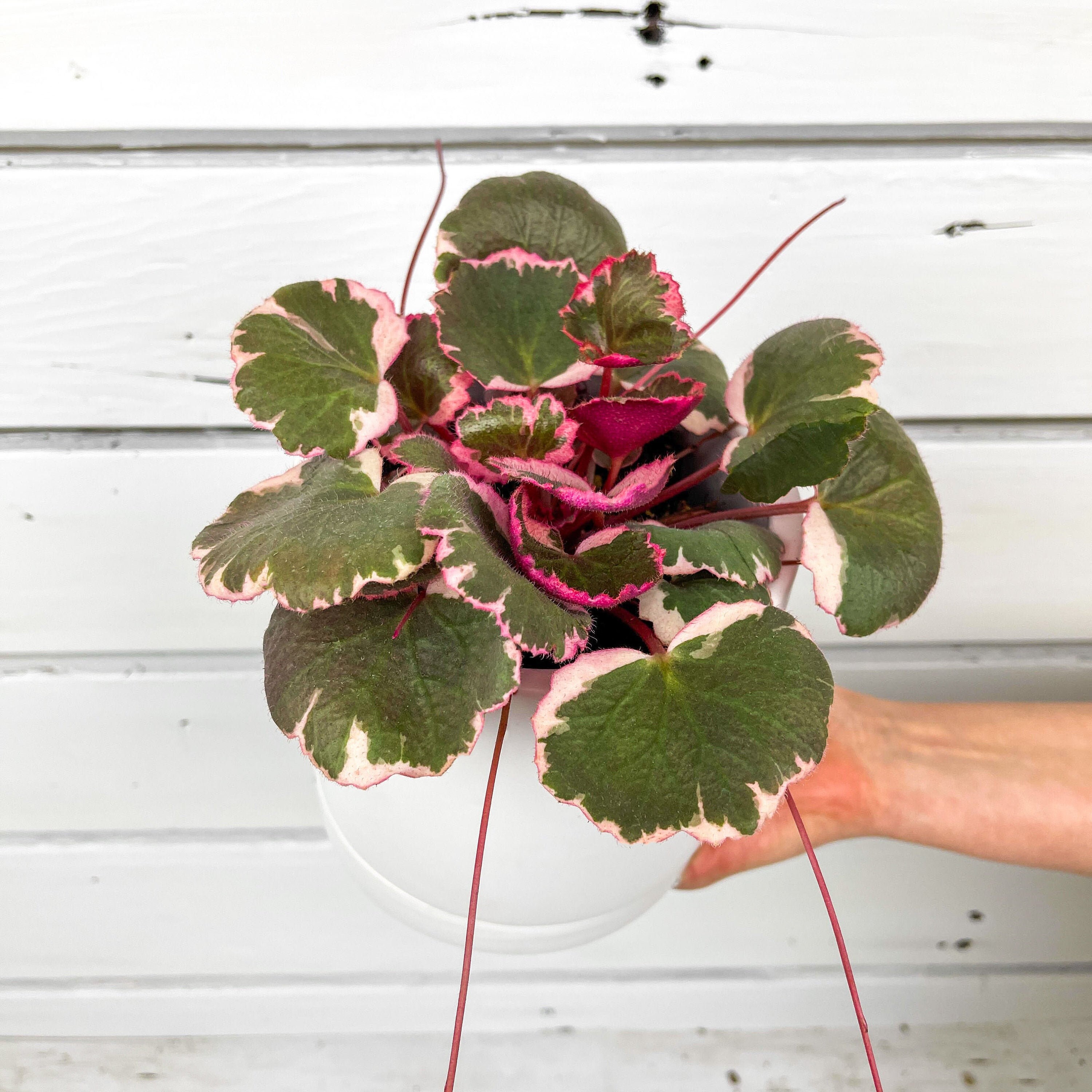 Plants Air Purifying Non-toxic Easy Care Houseplant Saxifraga ...