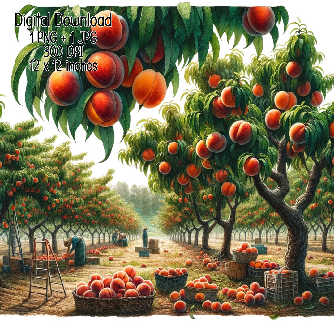 Peach Orchard in Harvest, Autumn Watercolor Clipart Commercial Use ...