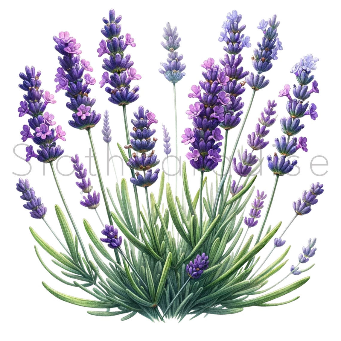 12 PNG Lavenders Transparent Watercolor Clipart Digital Download ...