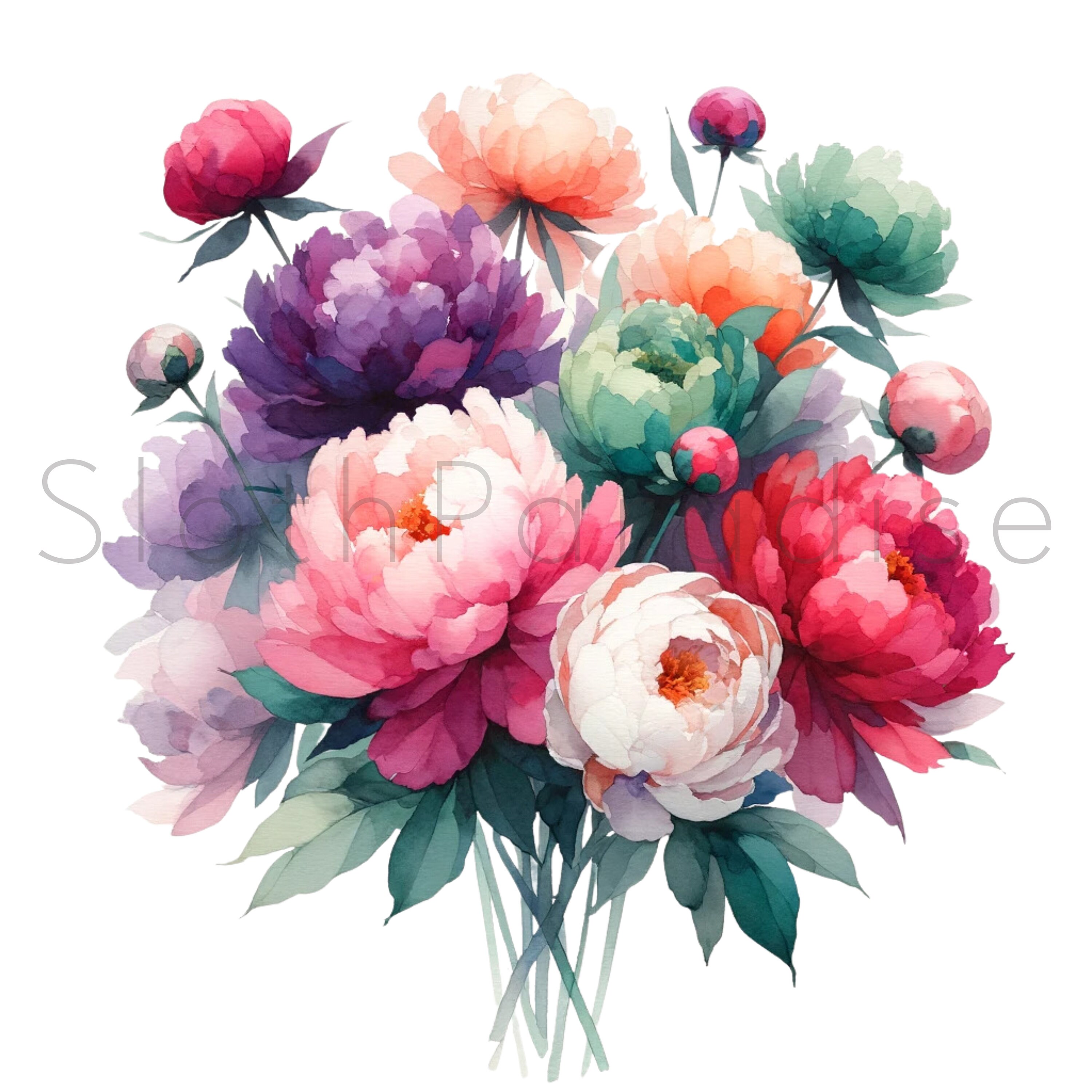 16 PNG Peonies Transparent Watercolor Clipart Digital Download ...