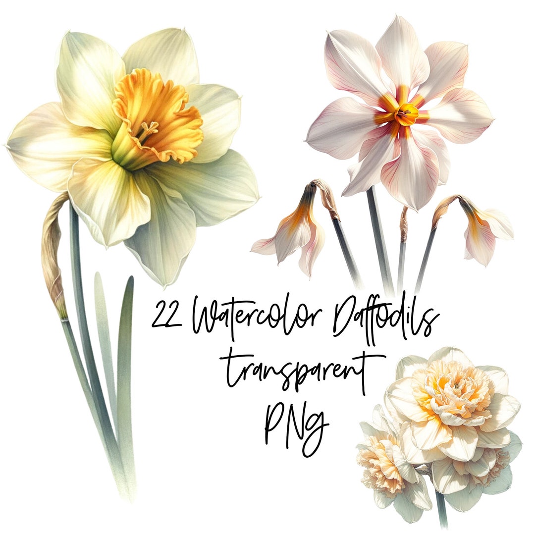 22 PNG Daffodils Transparent Watercolor Clipart Digital Download ...