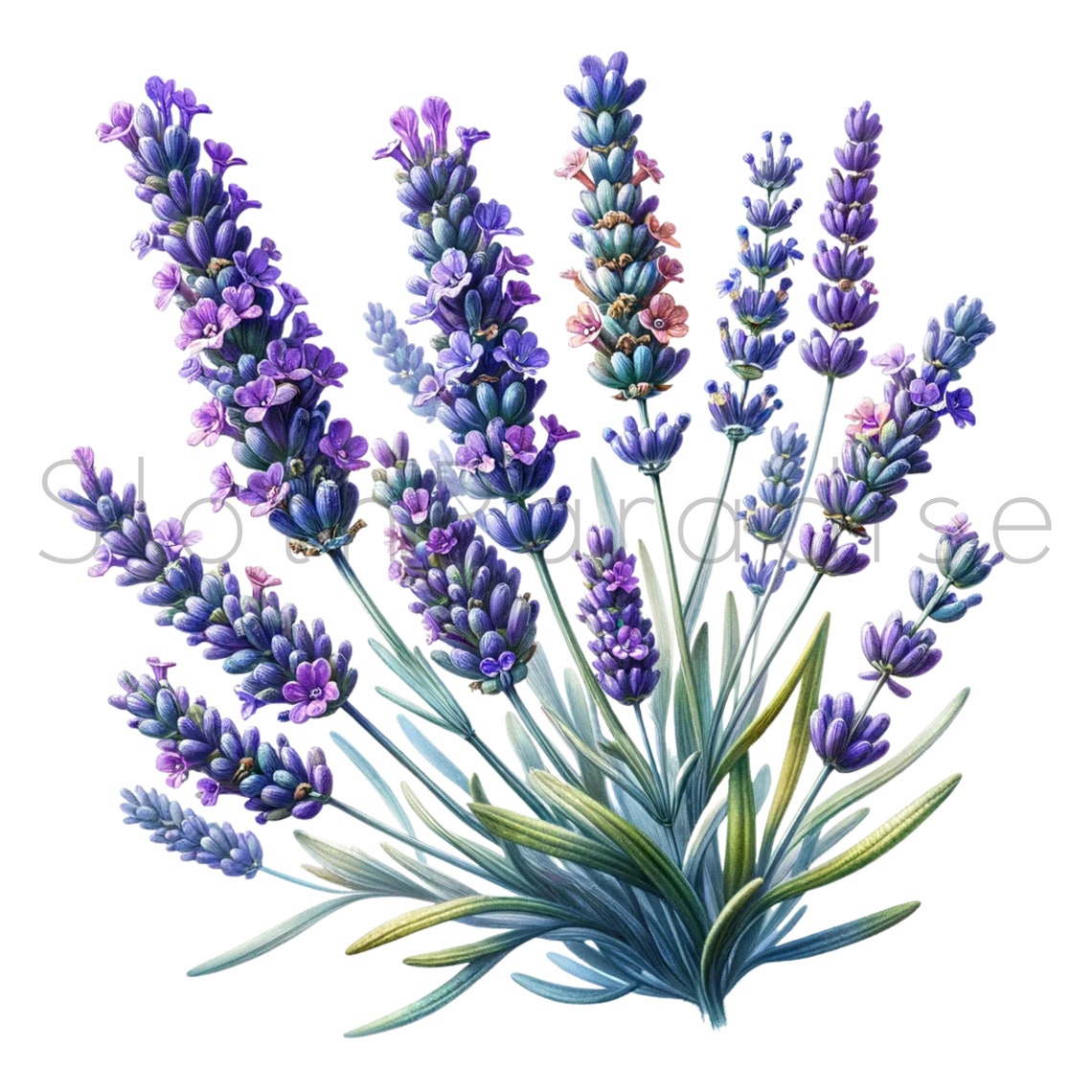 12 PNG Lavenders Transparent Watercolor Clipart Digital Download ...