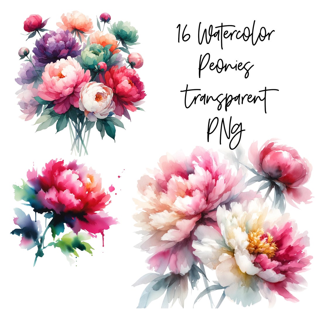 16 PNG Peonies Transparent Watercolor Clipart Digital Download ...