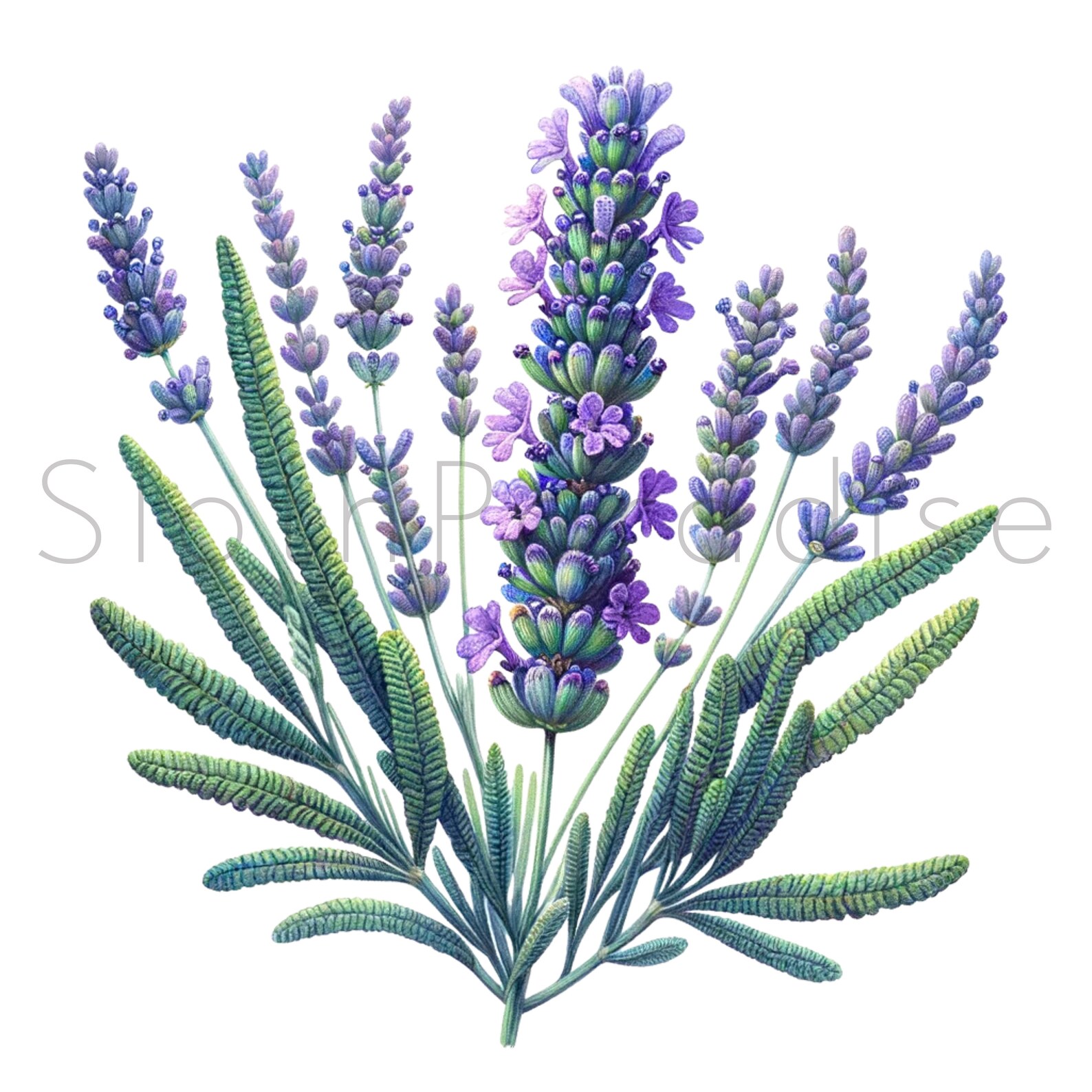 12 PNG Lavenders Transparent Watercolor Clipart Digital Download ...