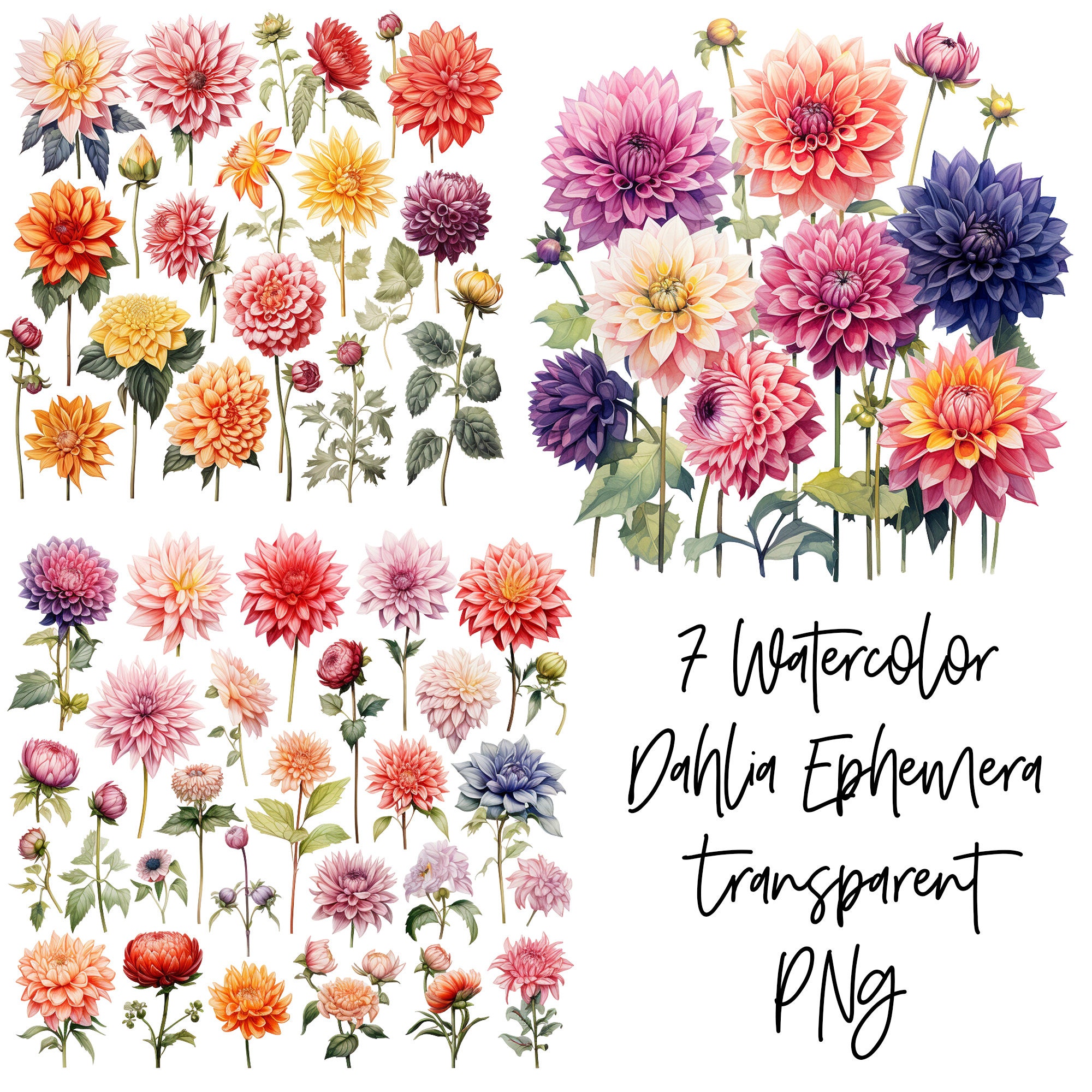 7 PNG Dahlia Ephemera Flowers Transparent Watercolor Clipart Digital ...