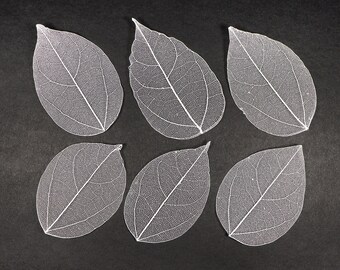 See Through Leaves - Etsy