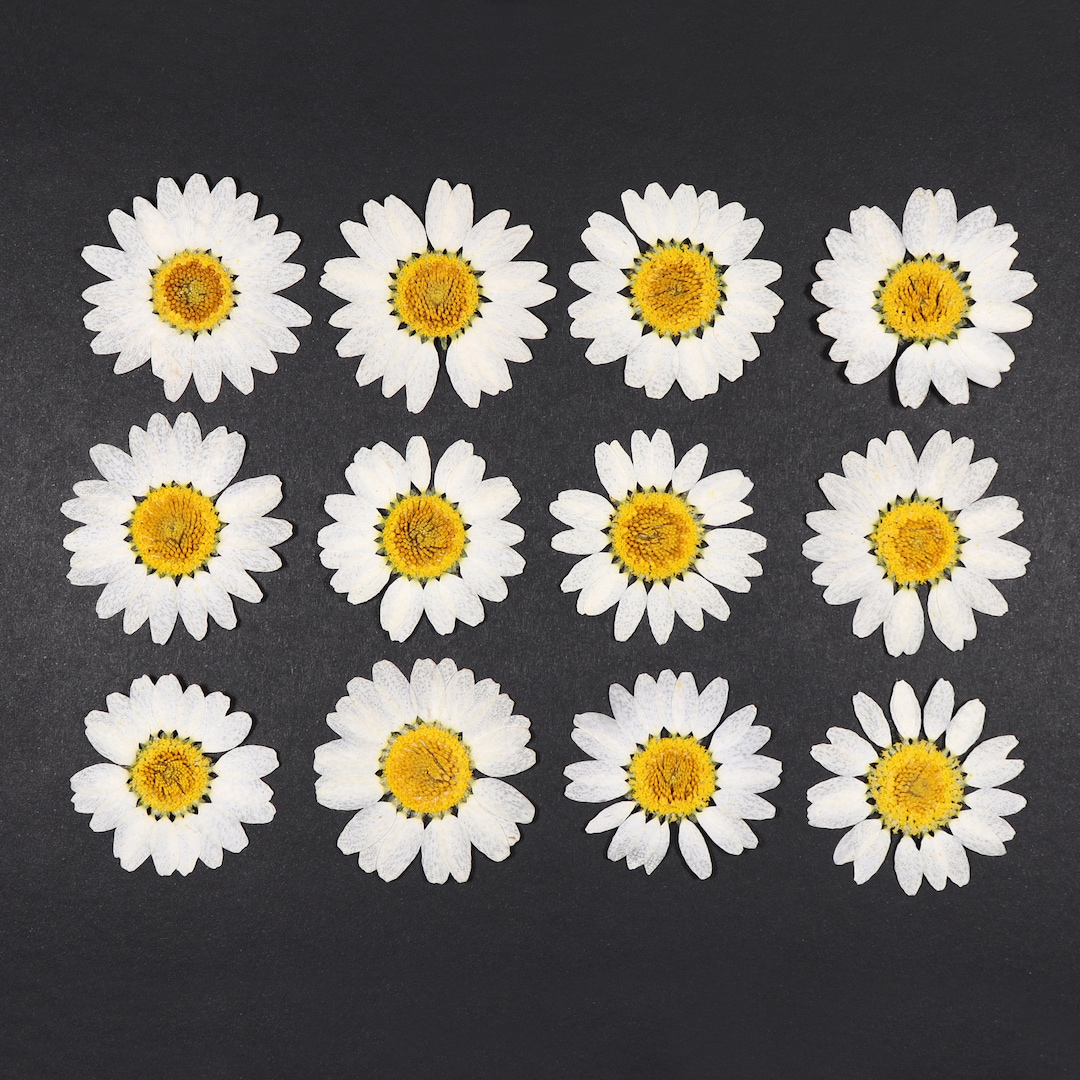 Pressed Daisy Flowers for Crafts, Resin, Journals, Scrapbooking ...