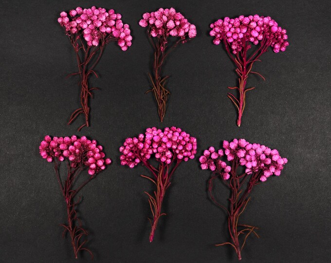 Small Pressed Rice Flowers for Crafts, Resin, Journal, Scrapbooking ...