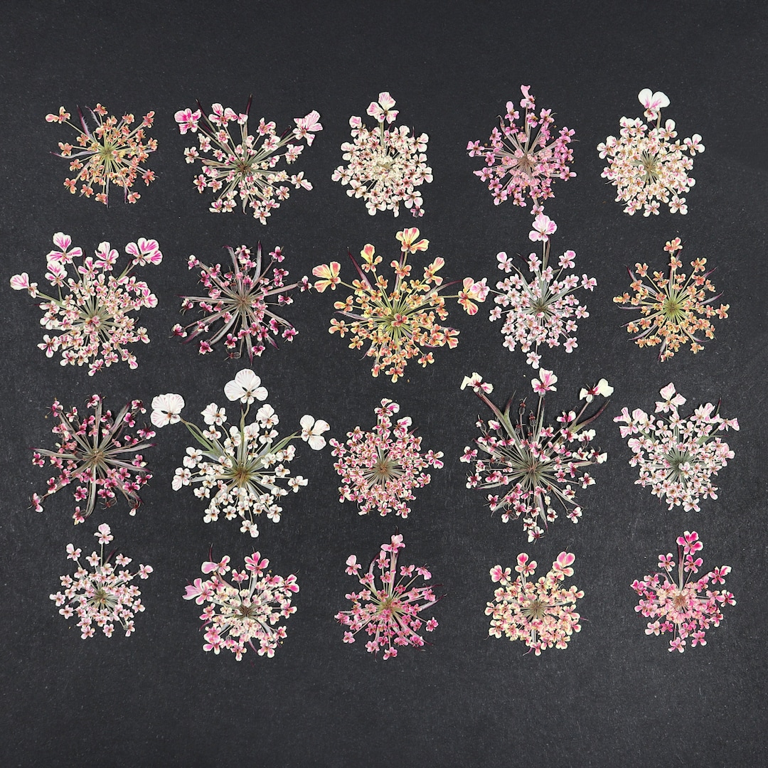 Small Pressed Lacy Flowers for Crafts, Resin, Journals, Scrapbooking ...