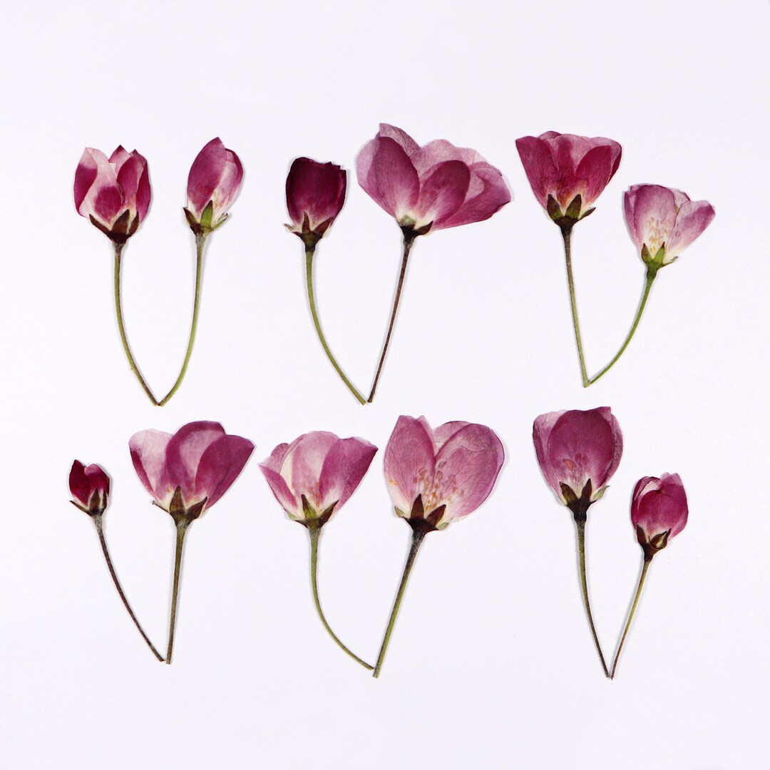 Small Pressed Pink Flowers for Crafts, Resin, Journal, Scrapbooking ...