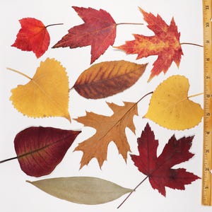 Pressed Autumn Leaves for Crafts and DIY - 10 Pcs Big Assorted ...