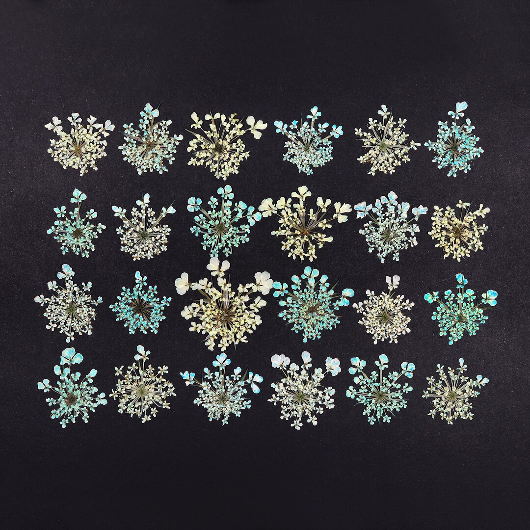 Small Pressed Lacy Flowers for Crafts, Resin, Journals, Scrapbooking ...