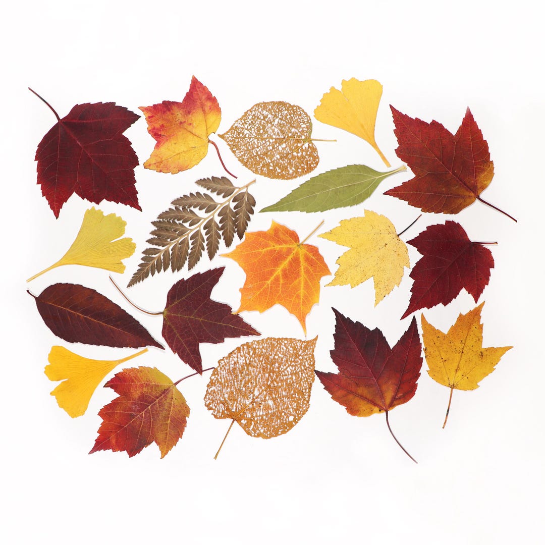 Pressed Autumn Leaves for Crafts and DIY - 17 Pcs Medium Assorted ...