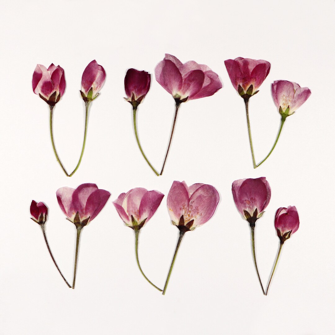 Small Pressed Pink Flowers for Crafts, Resin, Journal, Scrapbooking ...