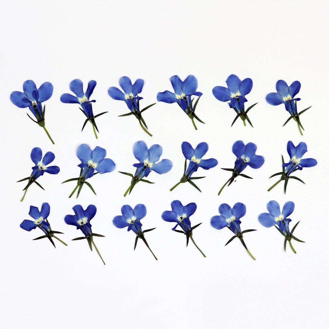 Small Pressed Blue Flowers for Crafts, Resin, Journal, Scrapbooking ...