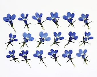 Pressed Flowers Blue Lobelia 20pcs Floral Art Resin Craft - Etsy