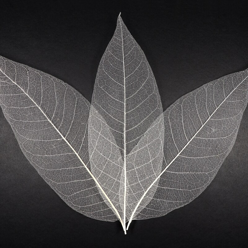 Skeleton Leaves - Etsy