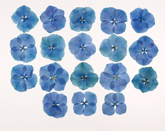 Pressed Flowerblue White Dried Flowerset of 10 Pcspressed - Etsy