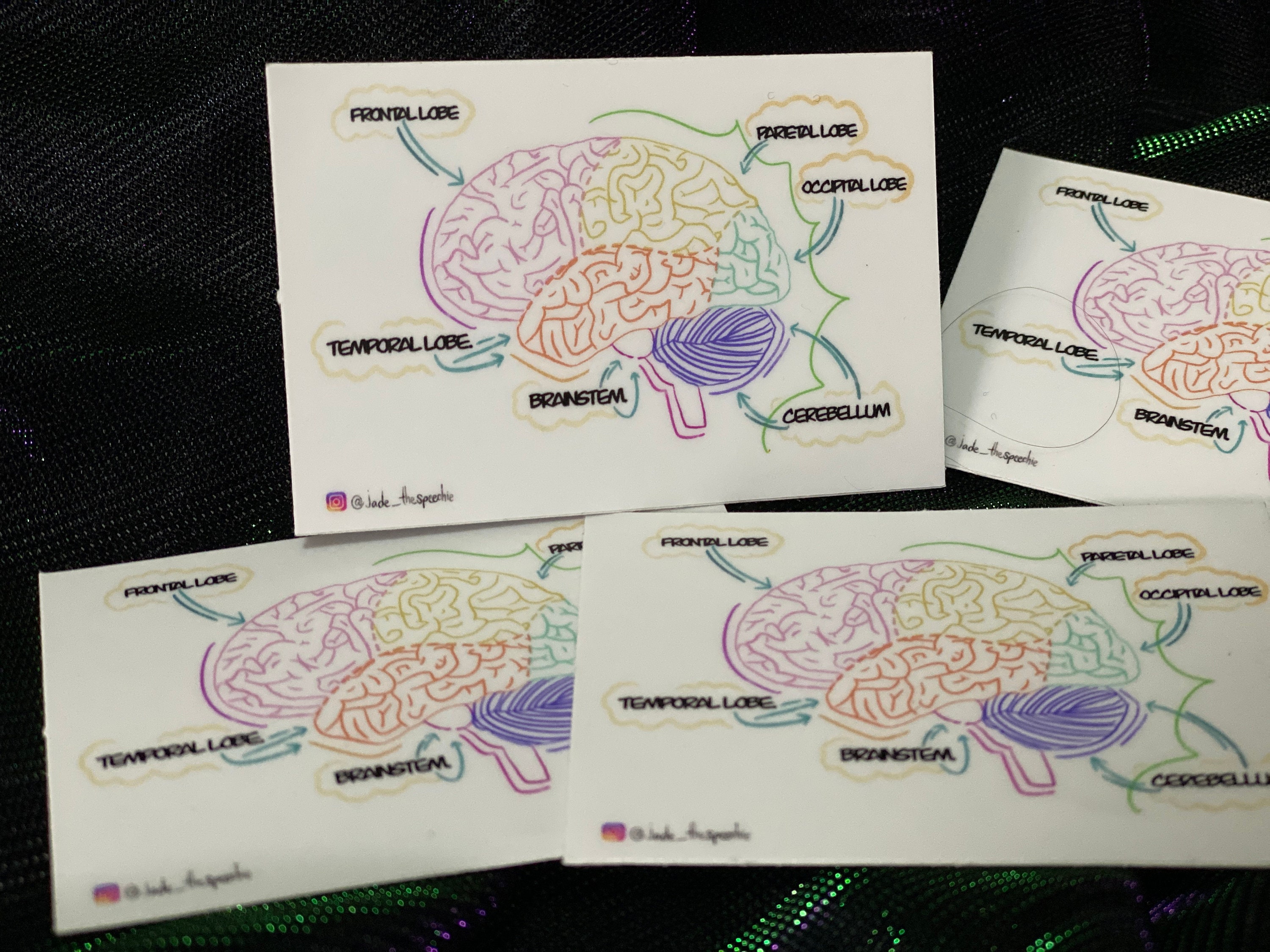 The Lobes of the Brain Sticker - Etsy