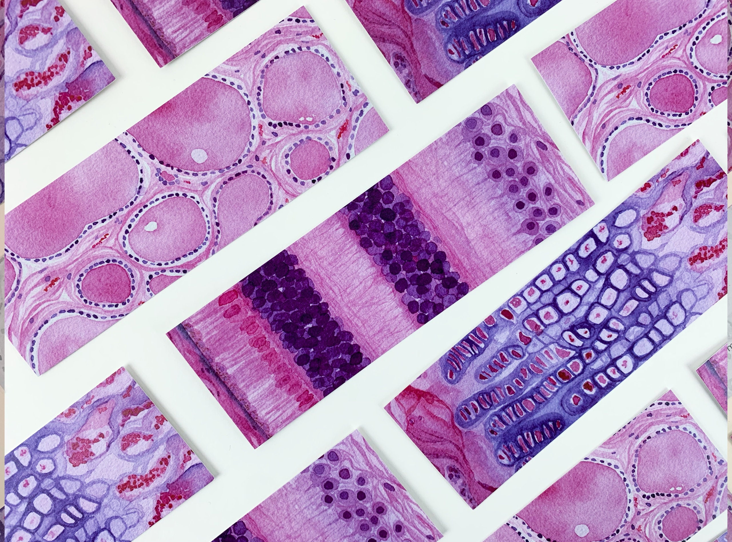 Histology Watercolor Bookmark-set 3 Pieces: pretty in - Etsy