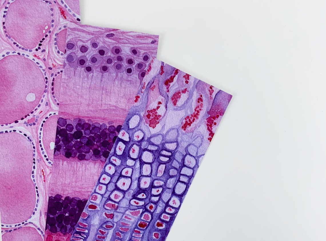 Histology Watercolor Bookmark-set 3 Pieces: pretty in - Etsy