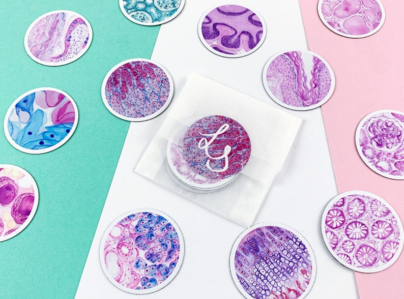 Big Histology Watercolor Magnet Set With 12 Magnets - Etsy