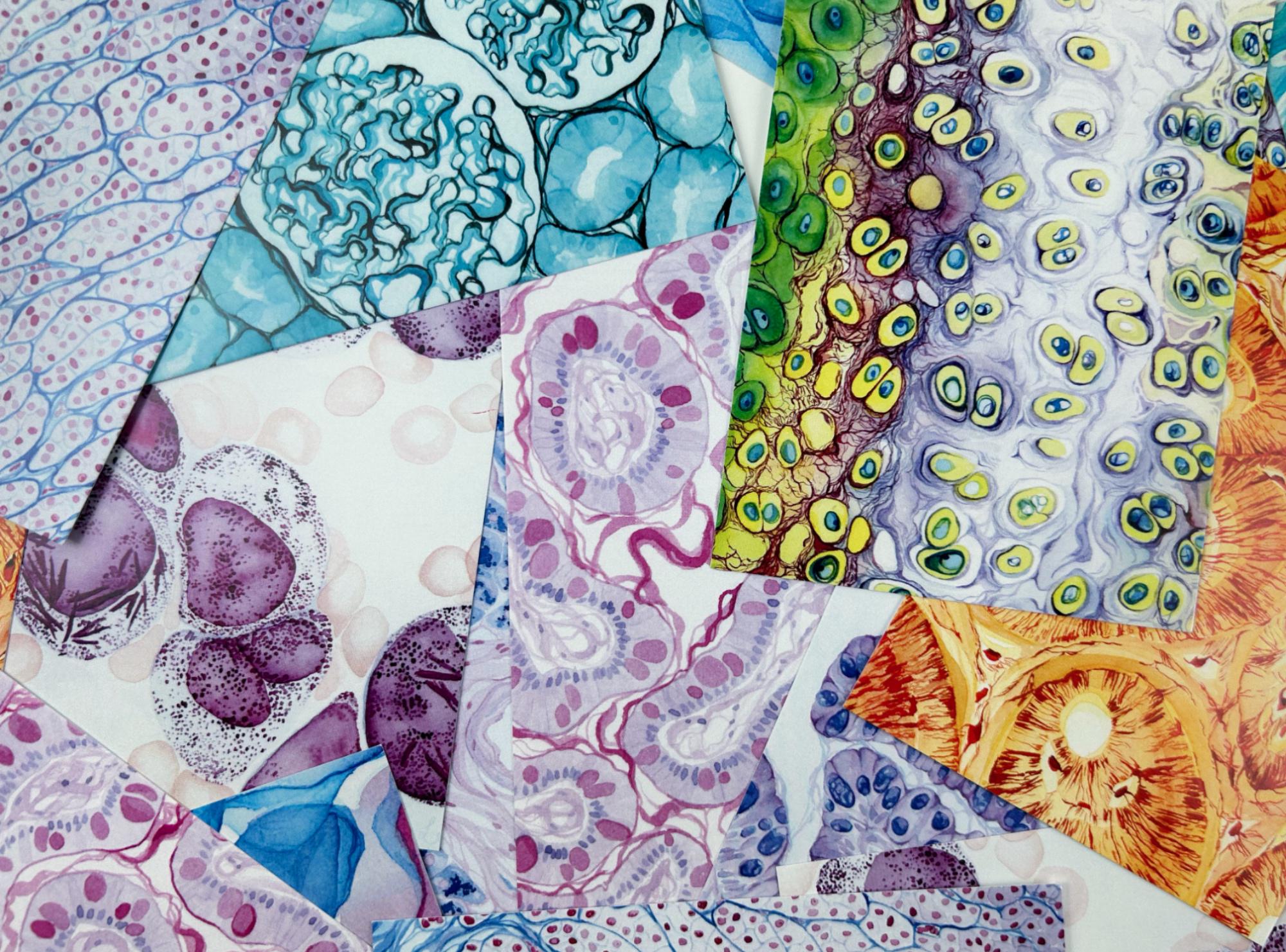 Watercolor Histology Postcard Set: Colorful Histology & Pathology – 10 ...