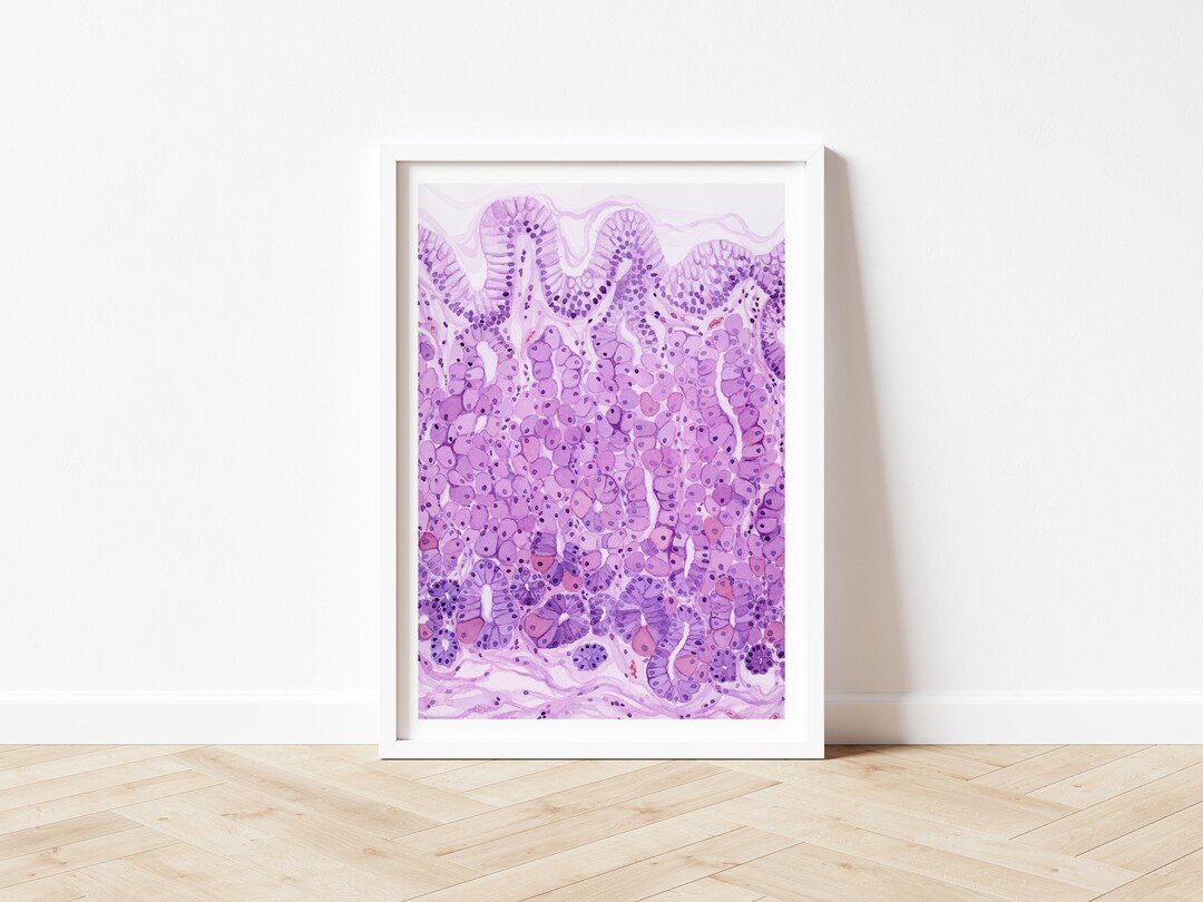 Histology Art Print: Stomach, H&E Stain - Watercolorart - Etsy