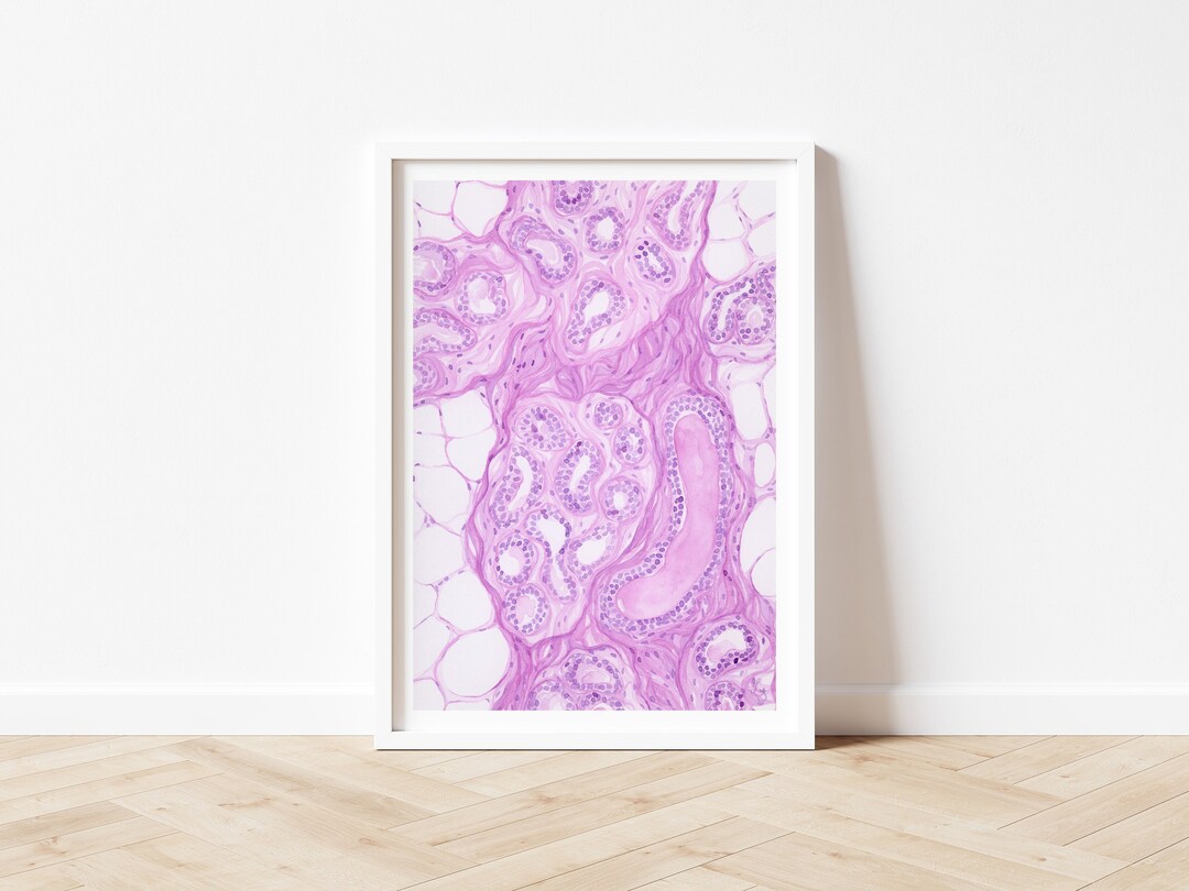 Histology Art Print: Mamma, H&E Stain - Watercolorart - Etsy