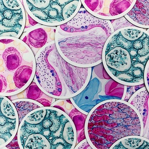 Big Histology Watercolor Magnet Set With 12 Magnets colourful & pretty ...
