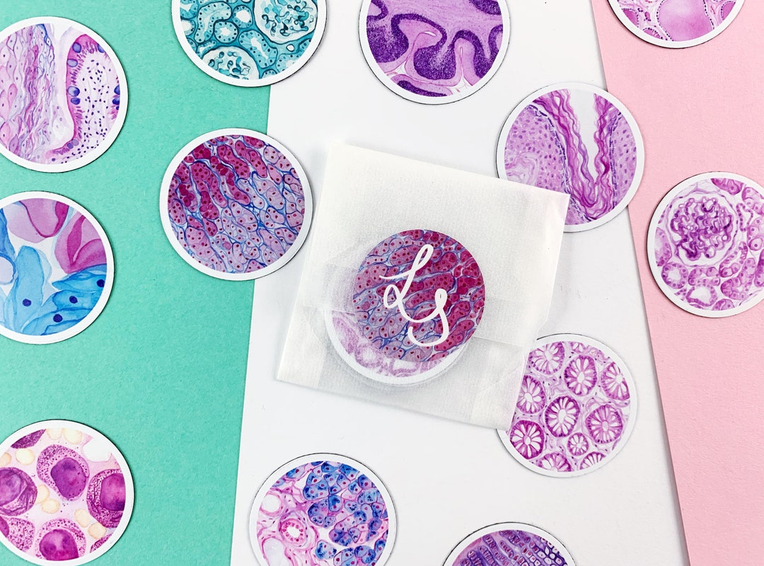 Big Histology Watercolor Magnet Set With 12 Magnets – "colourful ...