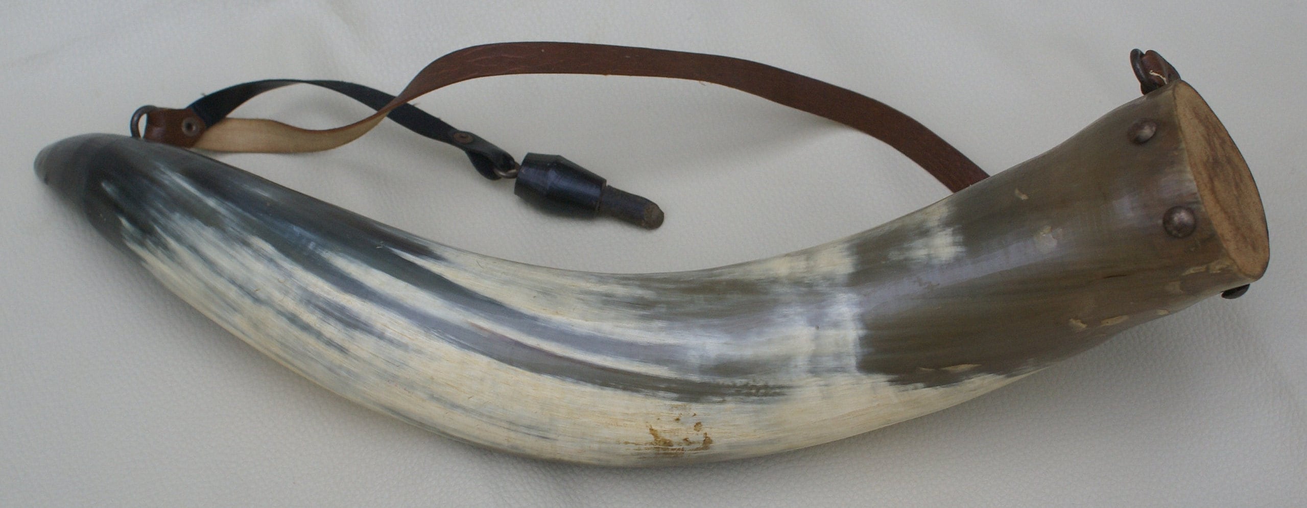 Giant Long Horn Bull Horn, 17 Inch - Etsy