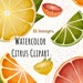 Watercolor Citrus Clipart, Lemon Fruit Illustration, Grapefruit Artwork ...