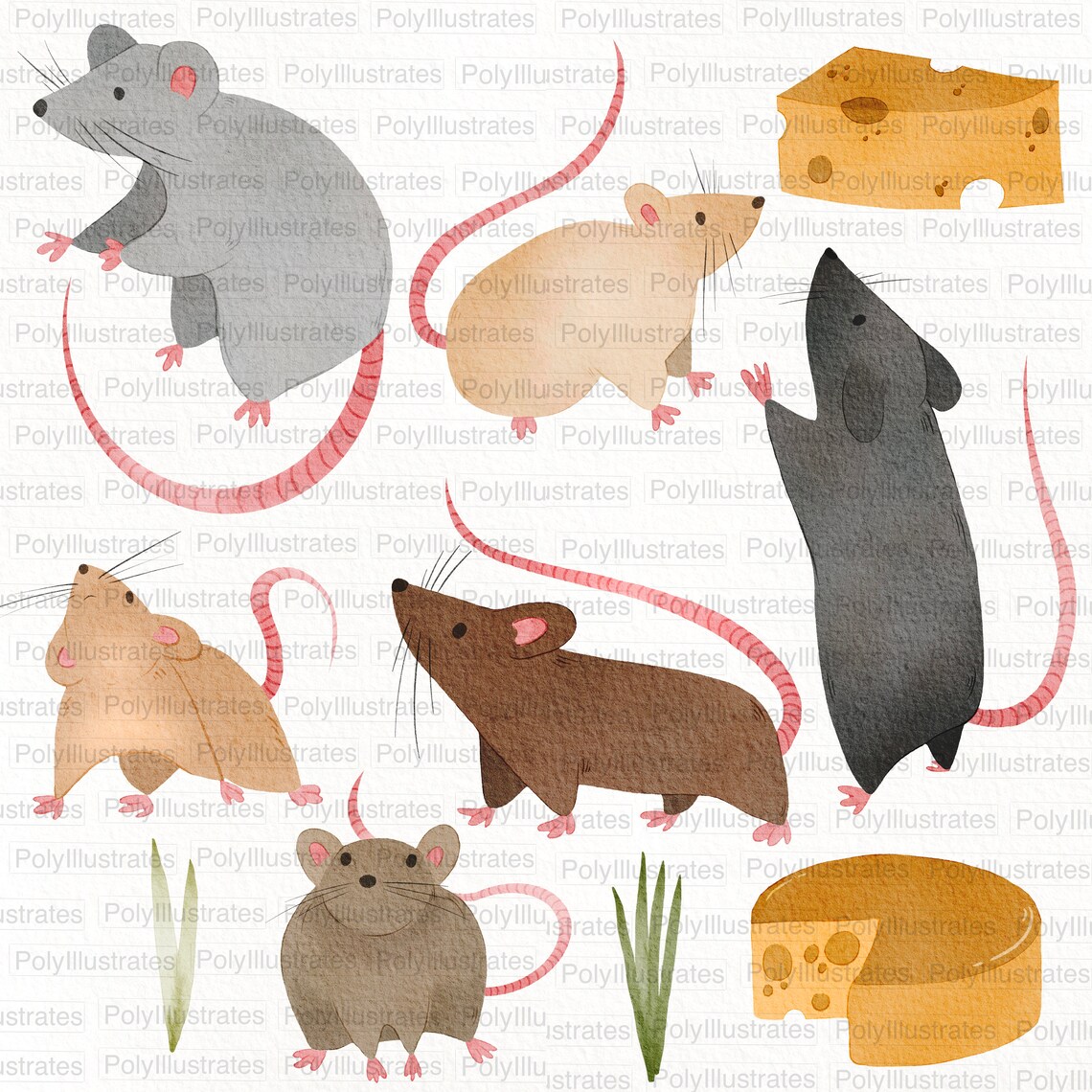 Rats Watercolor Clipart, Mice Pets Illustrations, Cute Mouse Artwork ...