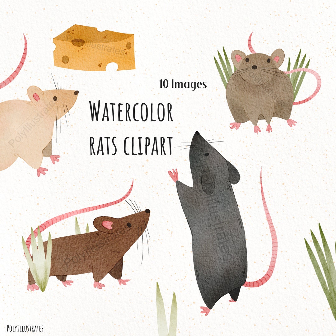 Rats Watercolor Clipart, Mice Pets Illustrations, Cute Mouse Artwork ...