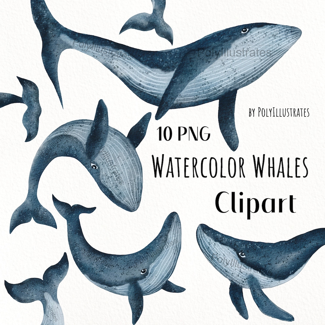 Watercolor Blue Whale Clipart, Marine Mammal Illustration, Ocean Animal ...