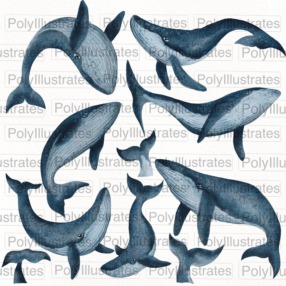 Watercolor Blue Whale Clipart, Marine Mammal Illustration, Ocean Animal ...