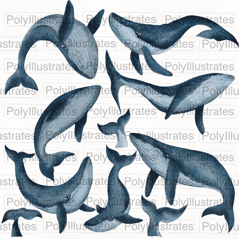 Watercolor Blue Whale Clipart, Marine Mammal Illustration, Ocean Animal ...