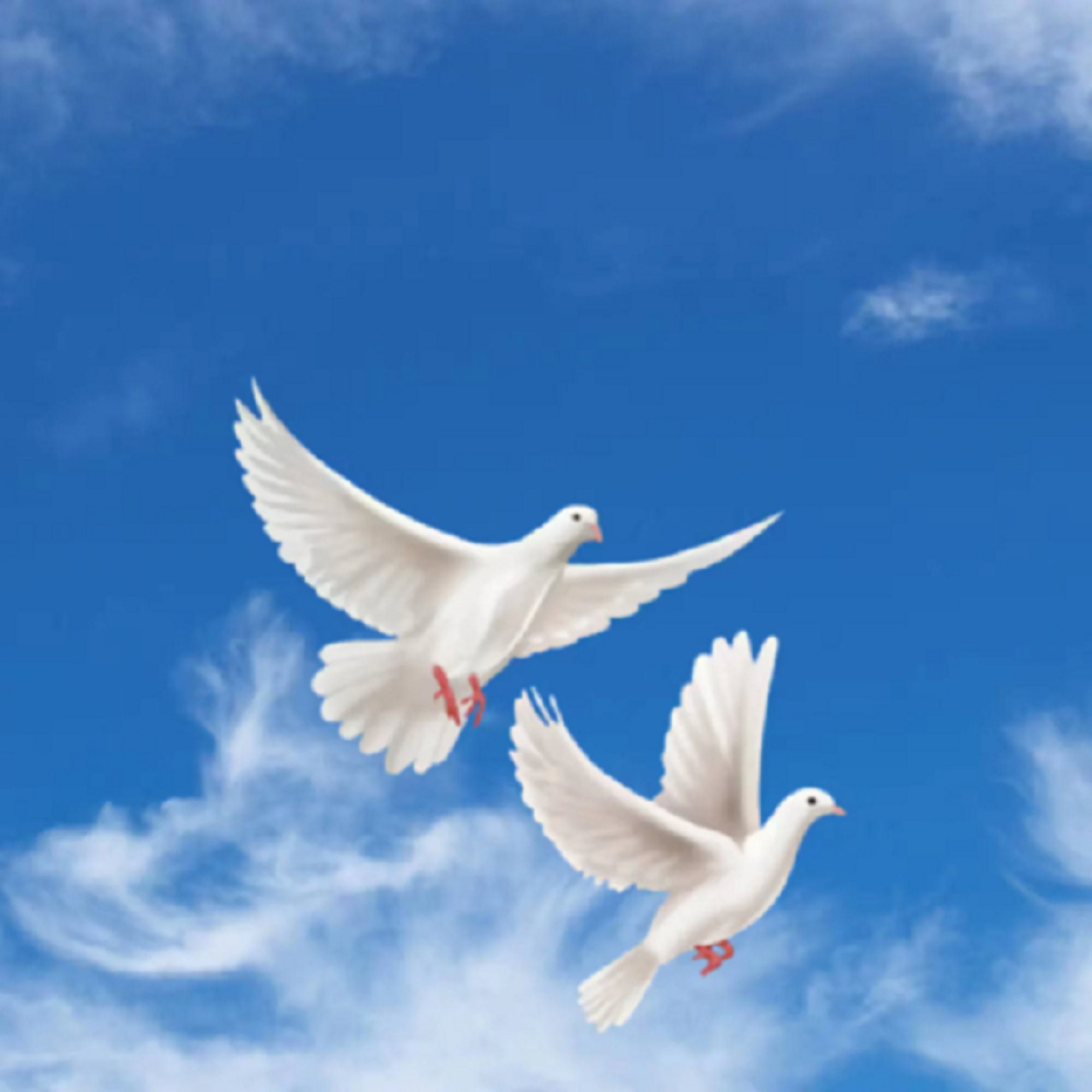 Two Hand Painted,pigeon,white Peace Doves, Flying High, Hd Transparent ...