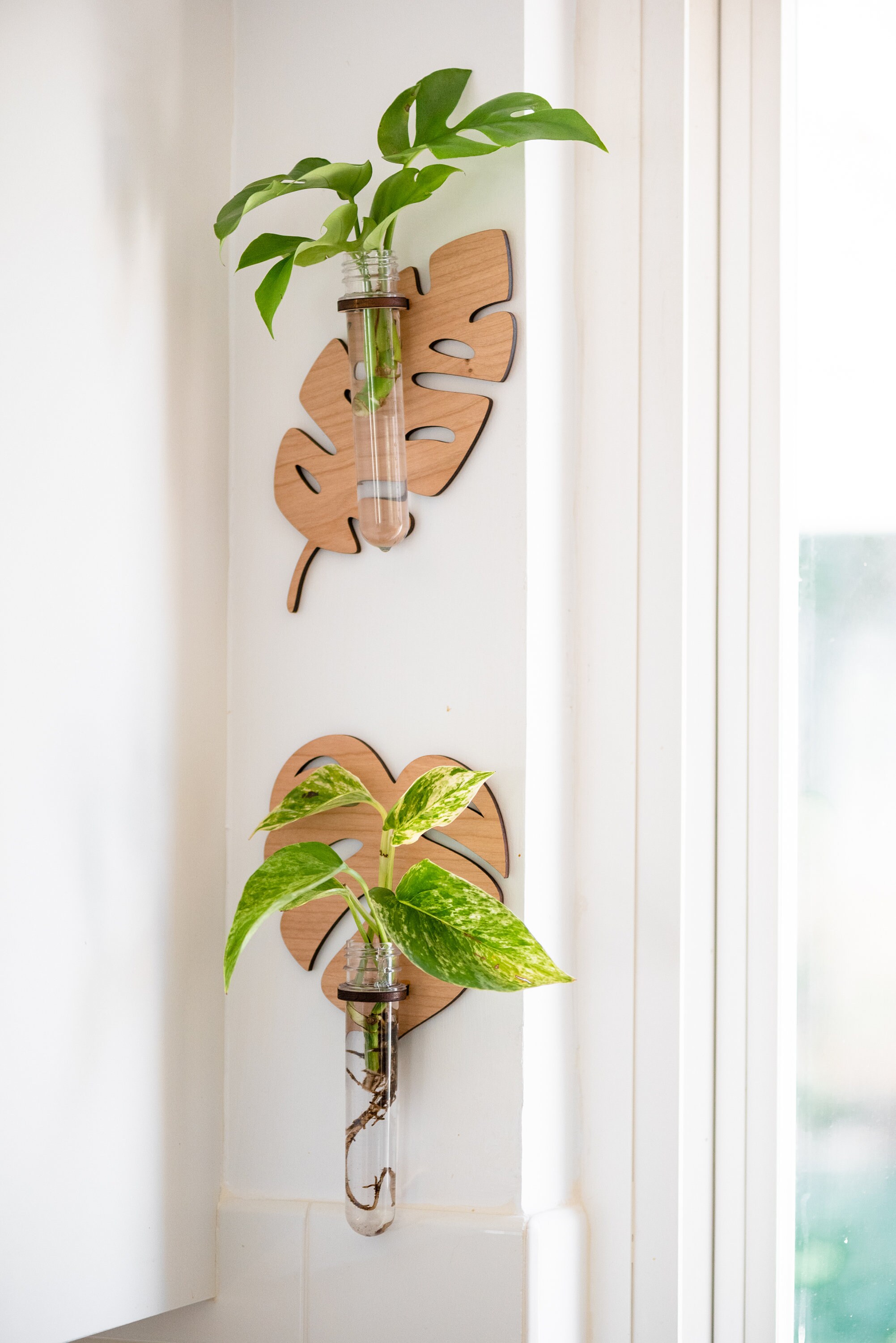 Leaf Hanging Propagation Test Tube Station Monstera Leaf - Etsy
