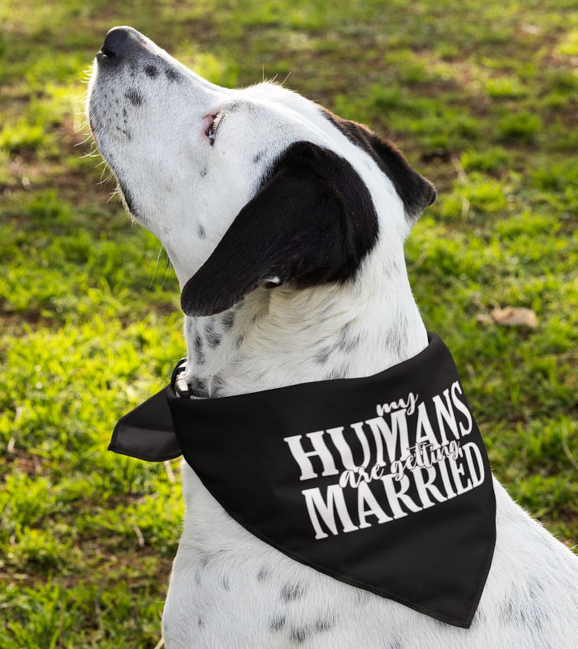 Wedding Engagement Dog of Honor Pet Bridal Party Bundle 6 SVG & PNG ...
