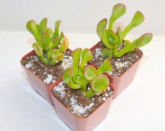 Shrek Ears Succulent - Etsy