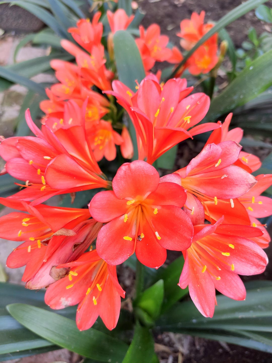 Orange Clivia Plant, Large Clivia Miniata Garden or Pot Plant, Indoor ...