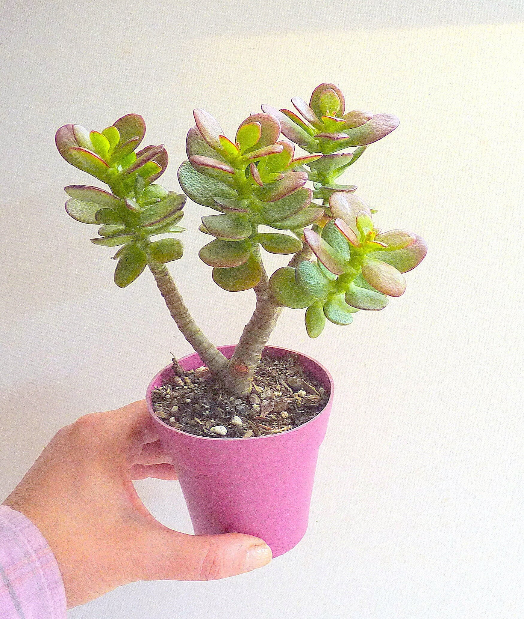 Jade Plant Crassula Succulent Crassula Ovata Money Tree | Etsy