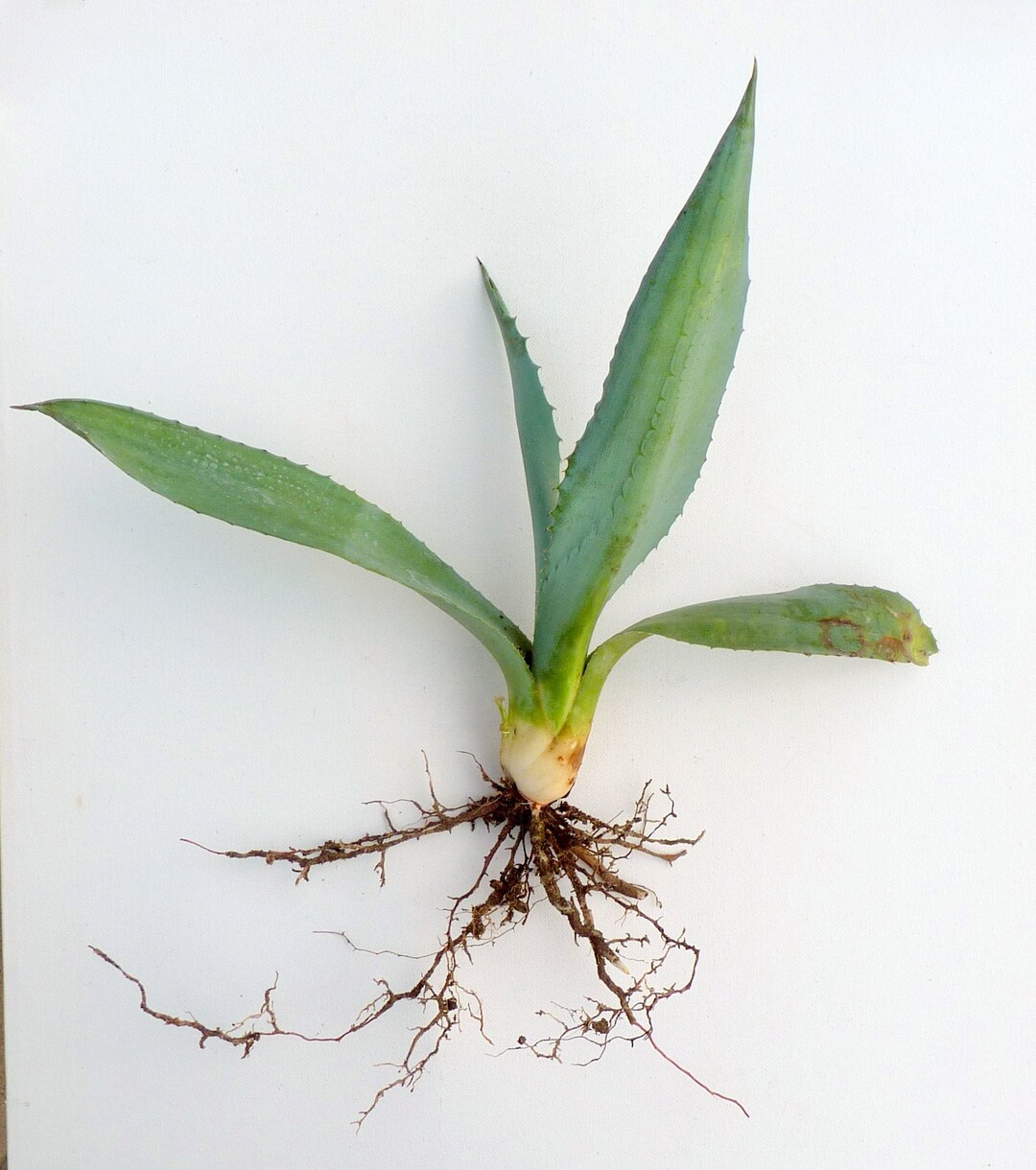 Rooted Blue Agave Americana Plant Agave Tequilana Plant Organic Sturdy ...