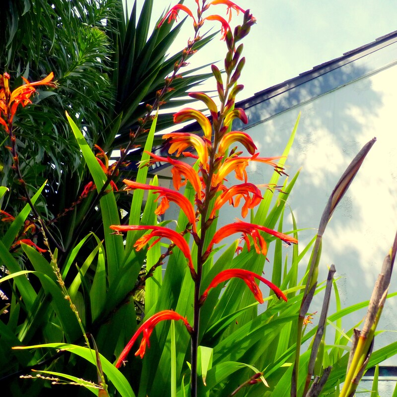 Lucifer Plant - Etsy