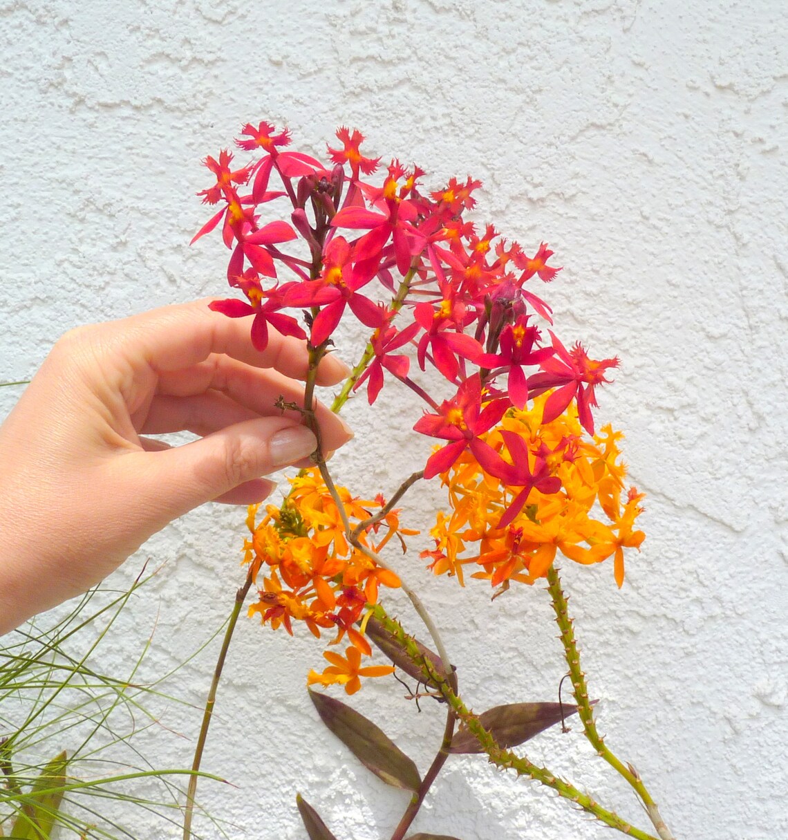 Poor Mans Orchid Reed Stem Epidendrum Orchid Orange Red | Etsy